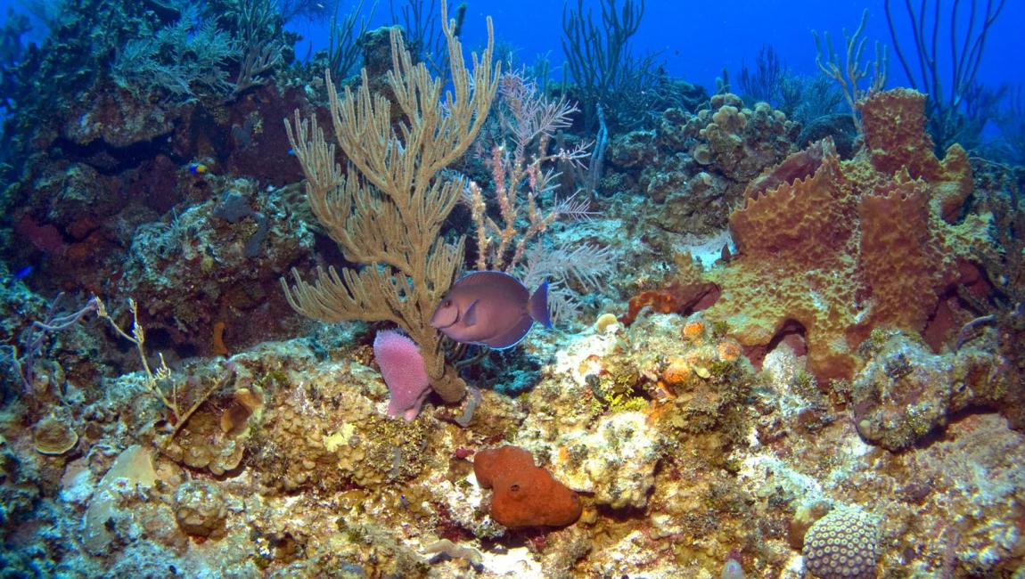 Split Sea Diving Adventure / Guaranteed Departures